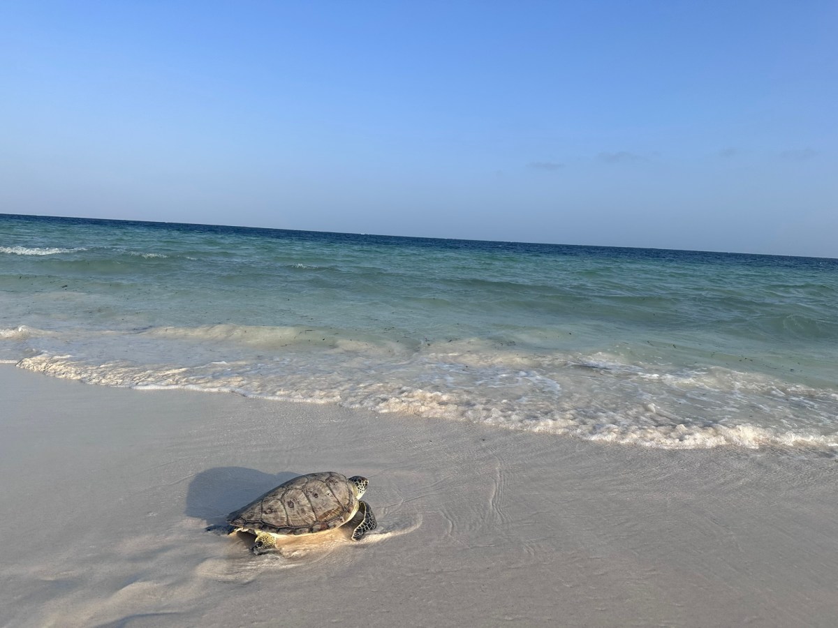 Magical sea turtles in magical Kenya